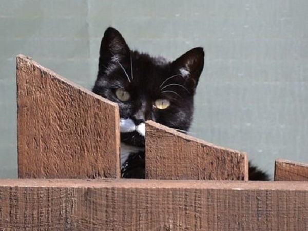 Saturday: The Day of Cats