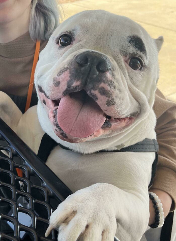 Pet lovers uniting to adopt some furry friends