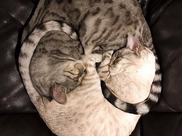 Images That Feel Good for Your Eyes