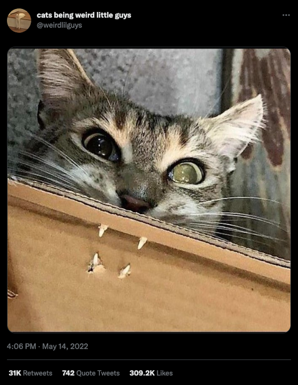 Cats are weird, man. Like, truly weird