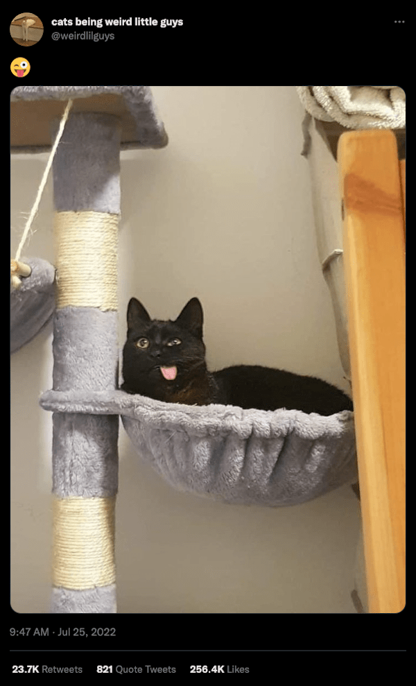 Cats are weird, man. Like, truly weird