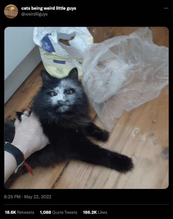 Cats are weird, man. Like, truly weird