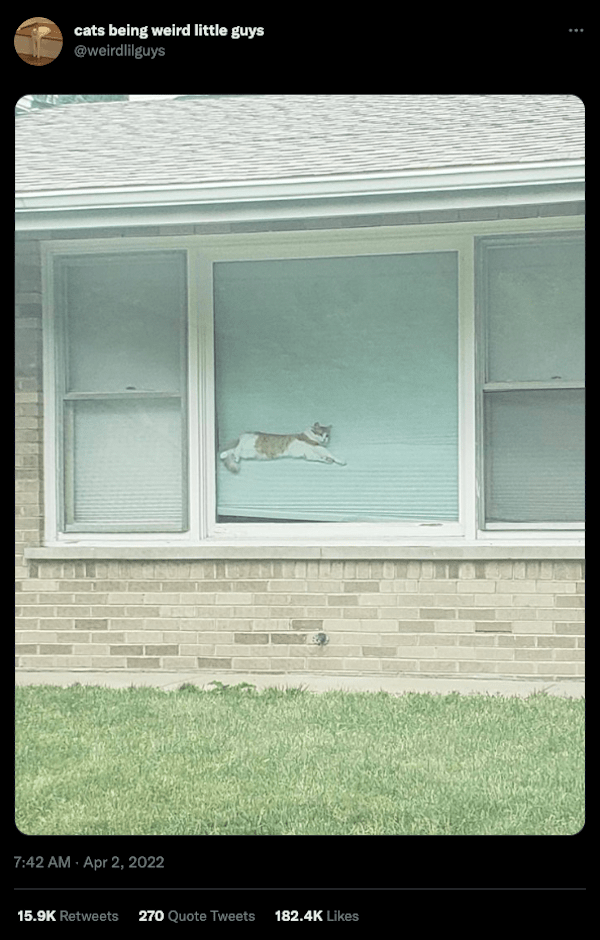 Cats are weird, man. Like, truly weird