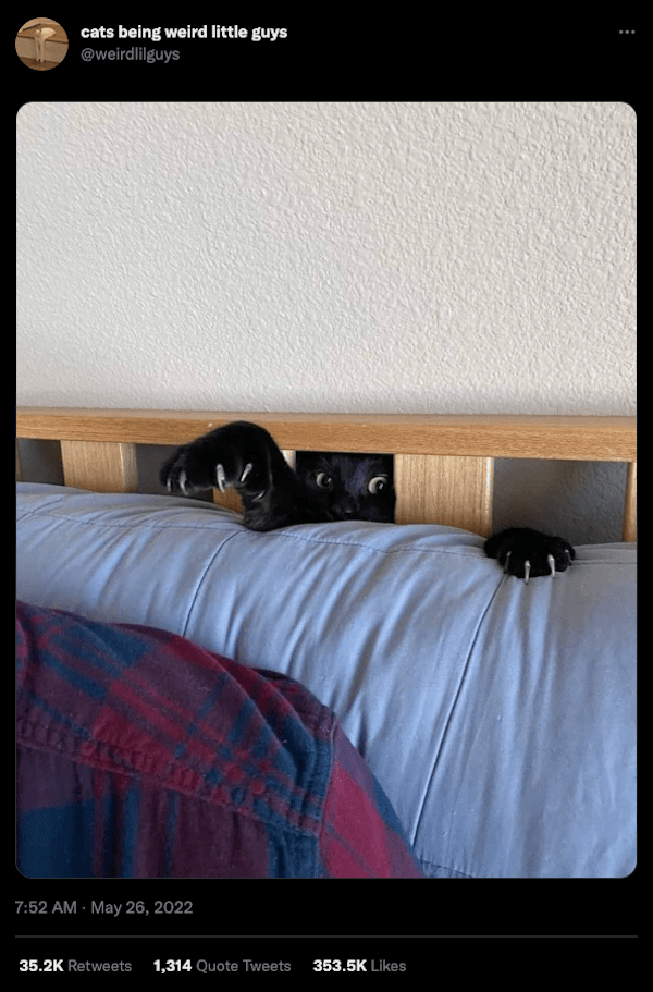 Cats are weird, man. Like, truly weird