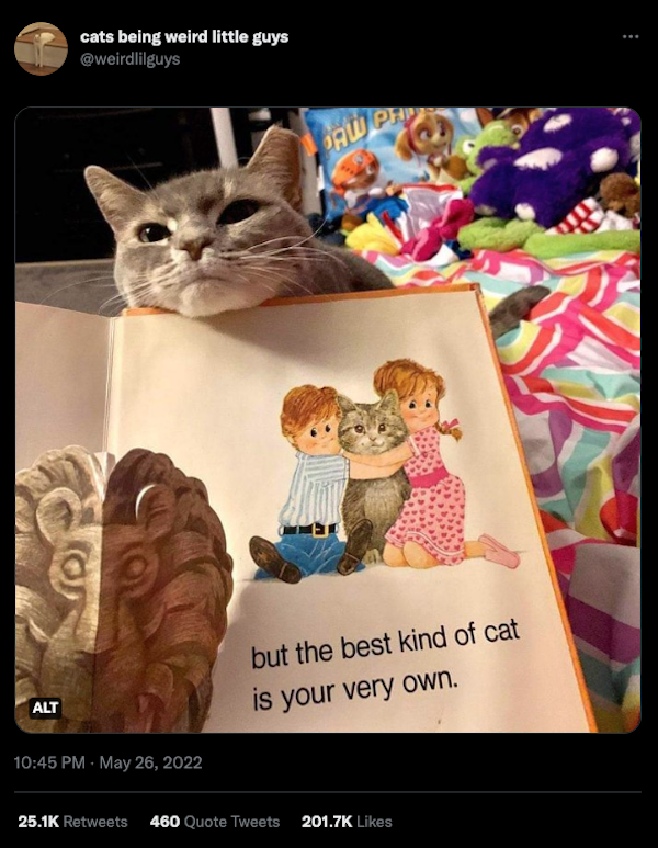 Cats are weird, man. Like, truly weird