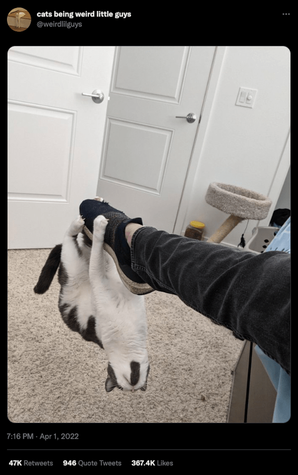 Cats are weird, man. Like, truly weird