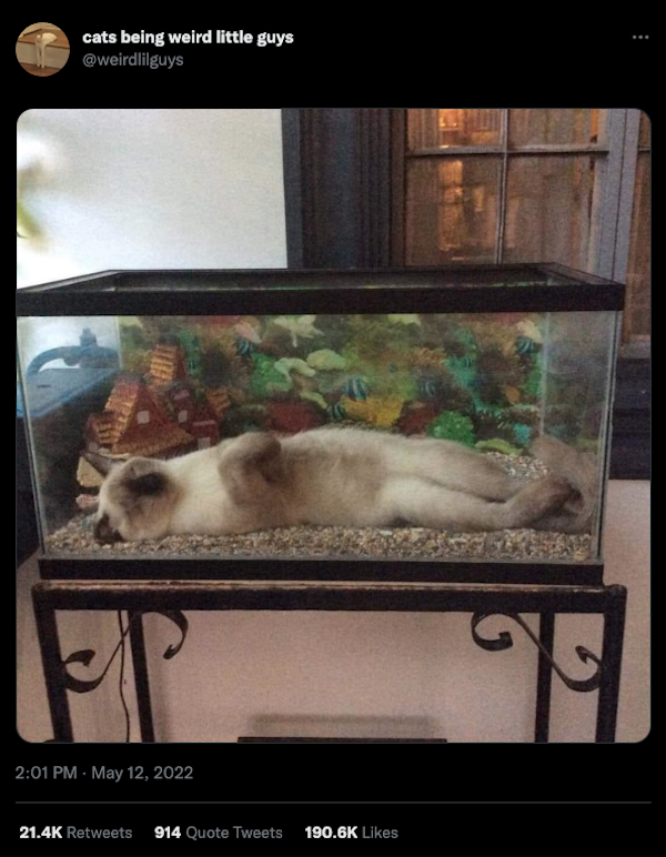 Cats are weird, man. Like, truly weird