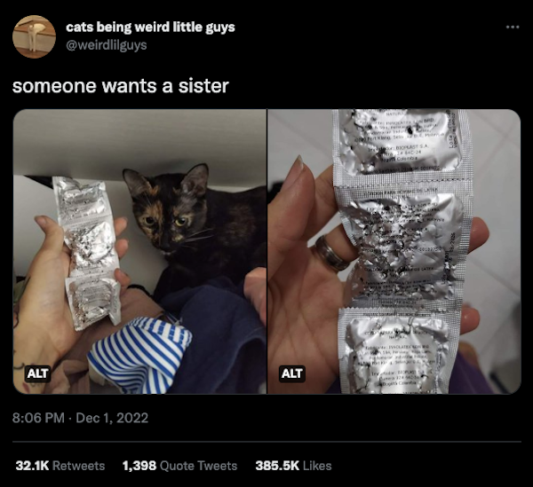 Cats are weird, man. Like, truly weird