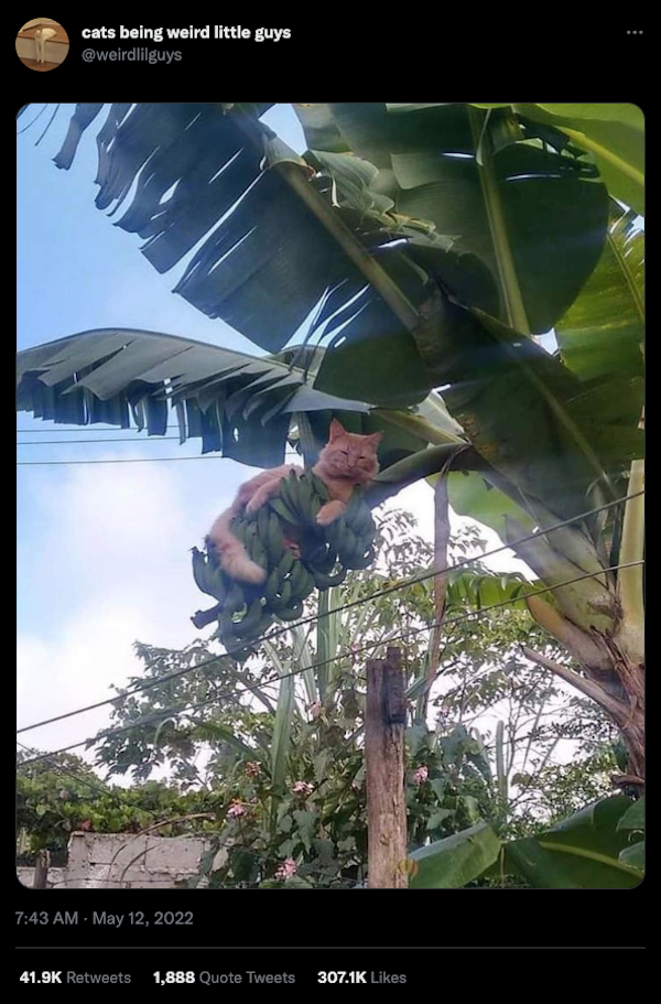 Cats are weird, man. Like, truly weird