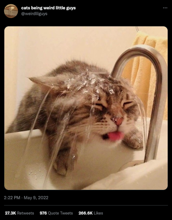 Cats are weird, man. Like, truly weird