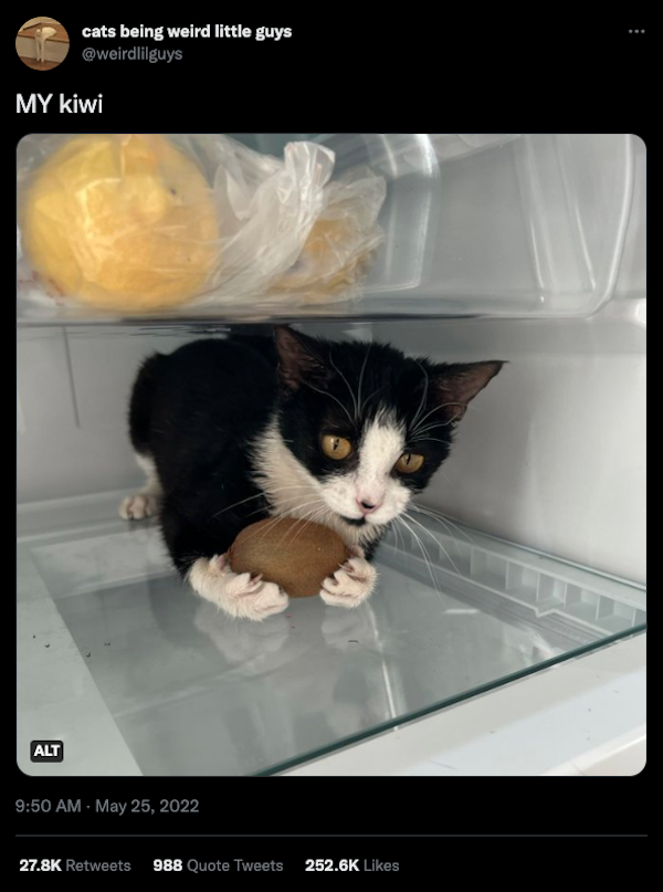 Cats are weird, man. Like, truly weird