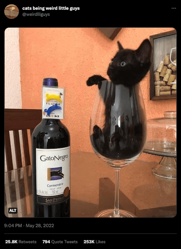 Cats are weird, man. Like, truly weird