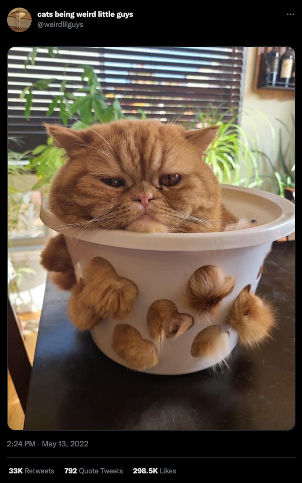 Cats are weird, man. Like, truly weird