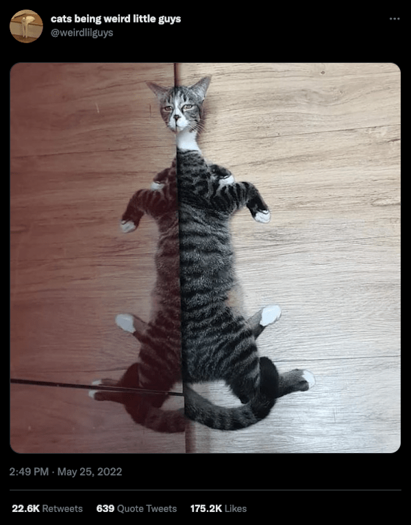 Cats are weird, man. Like, truly weird