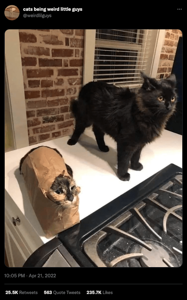 Cats are weird, man. Like, truly weird