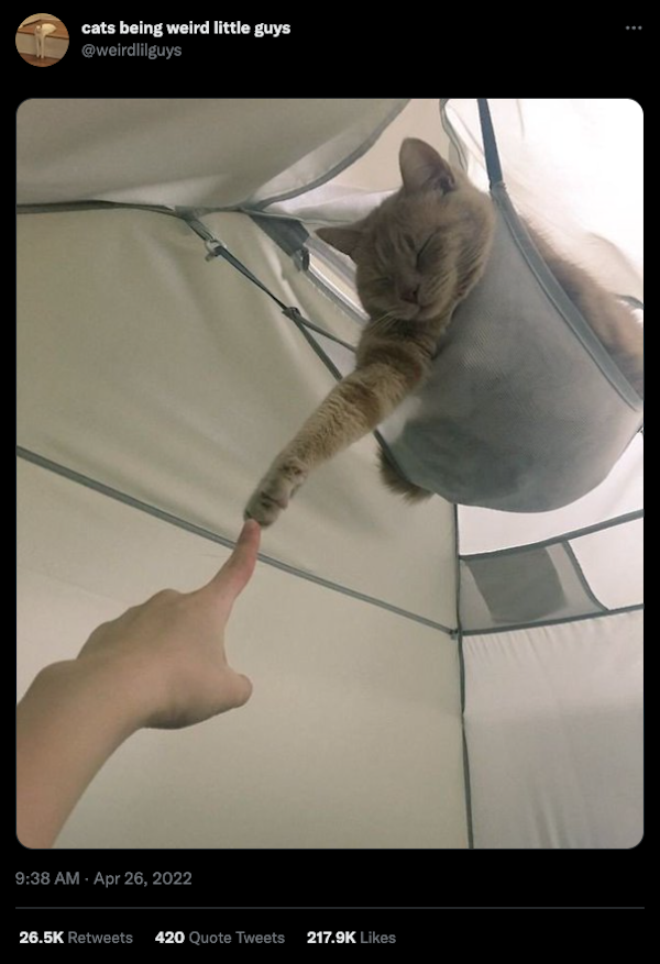 Cats are weird, man. Like, truly weird