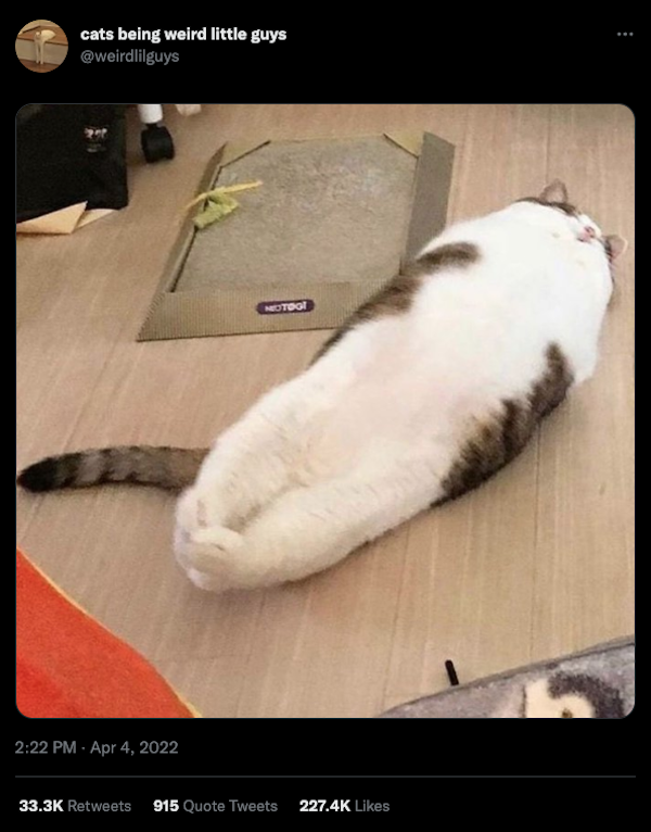 Cats are weird, man. Like, truly weird