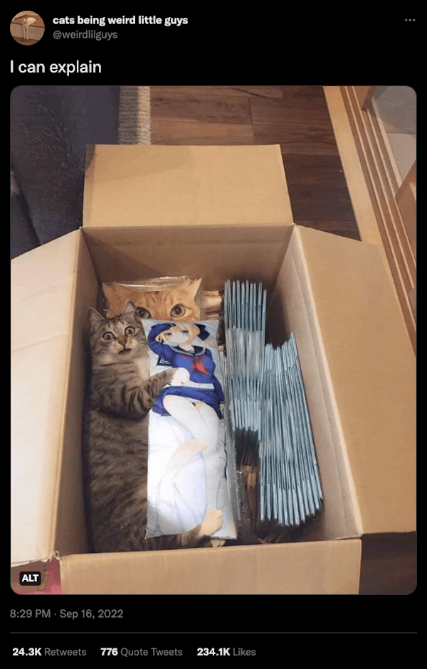 Cats are weird, man. Like, truly weird