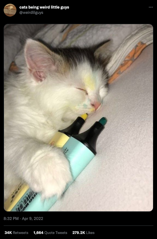 Cats are weird, man. Like, truly weird