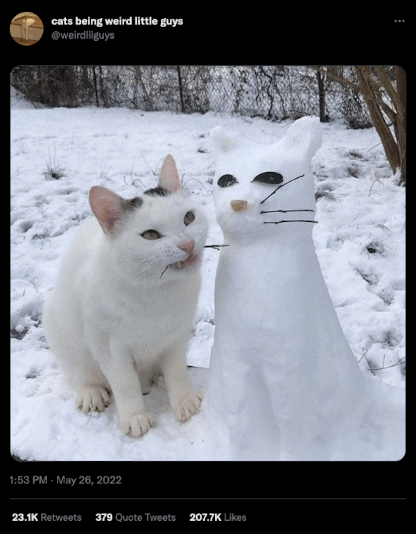 Cats are weird, man. Like, truly weird