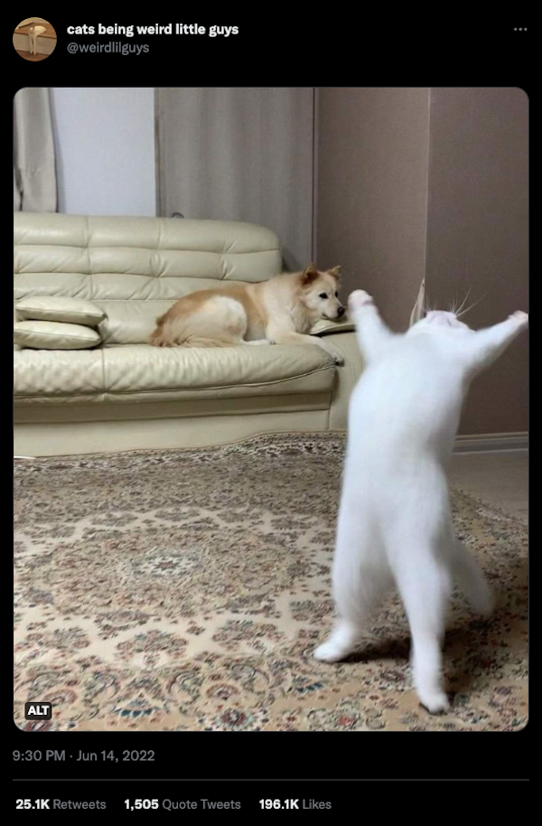 Cats are weird, man. Like, truly weird