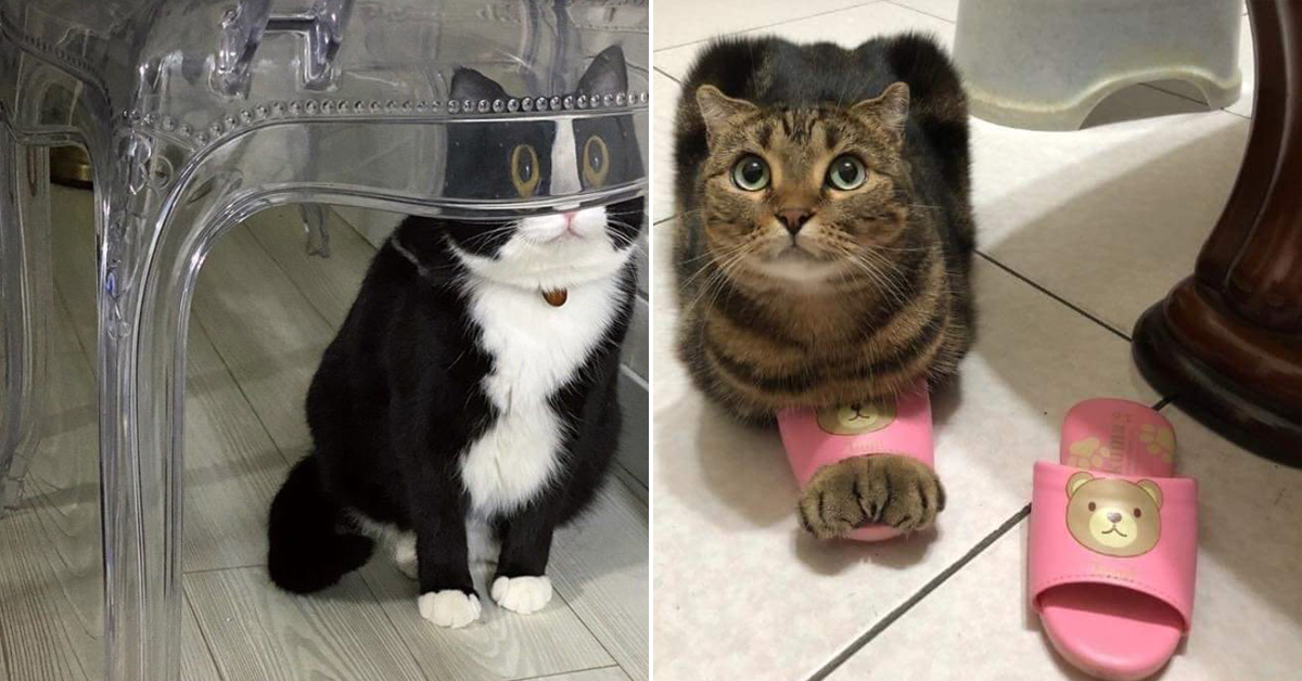 Cats are weird, man. Like, truly weird