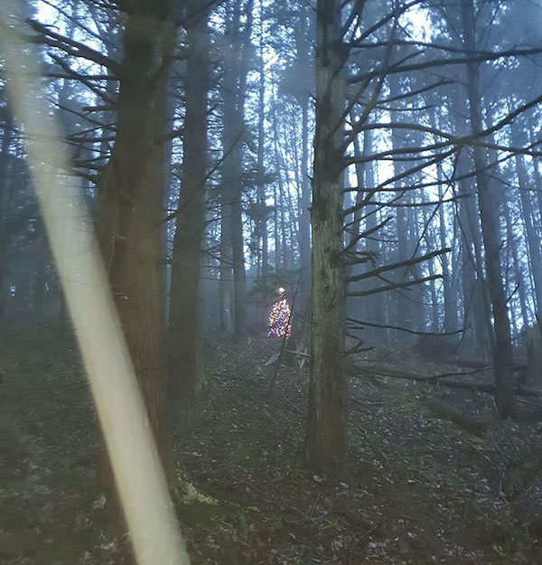 The forest is full of odd, awesome, and creepy things