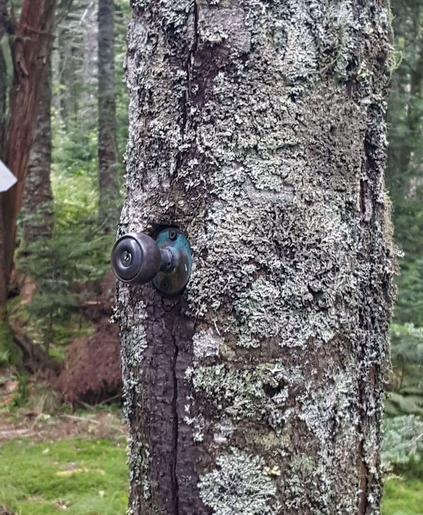 The forest is full of odd, awesome, and creepy things