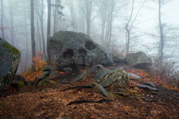The forest is full of odd, awesome, and creepy things