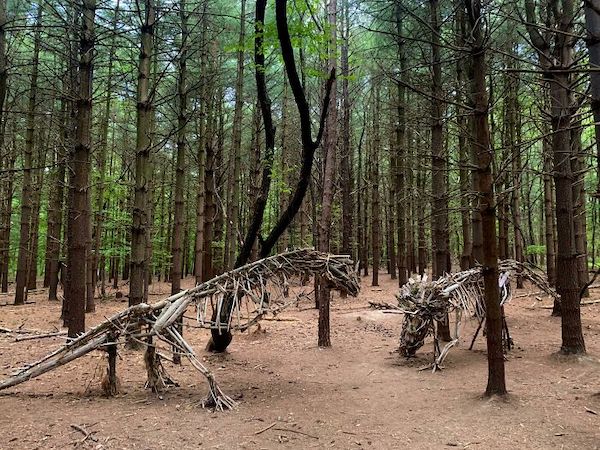 The forest is full of odd, awesome, and creepy things