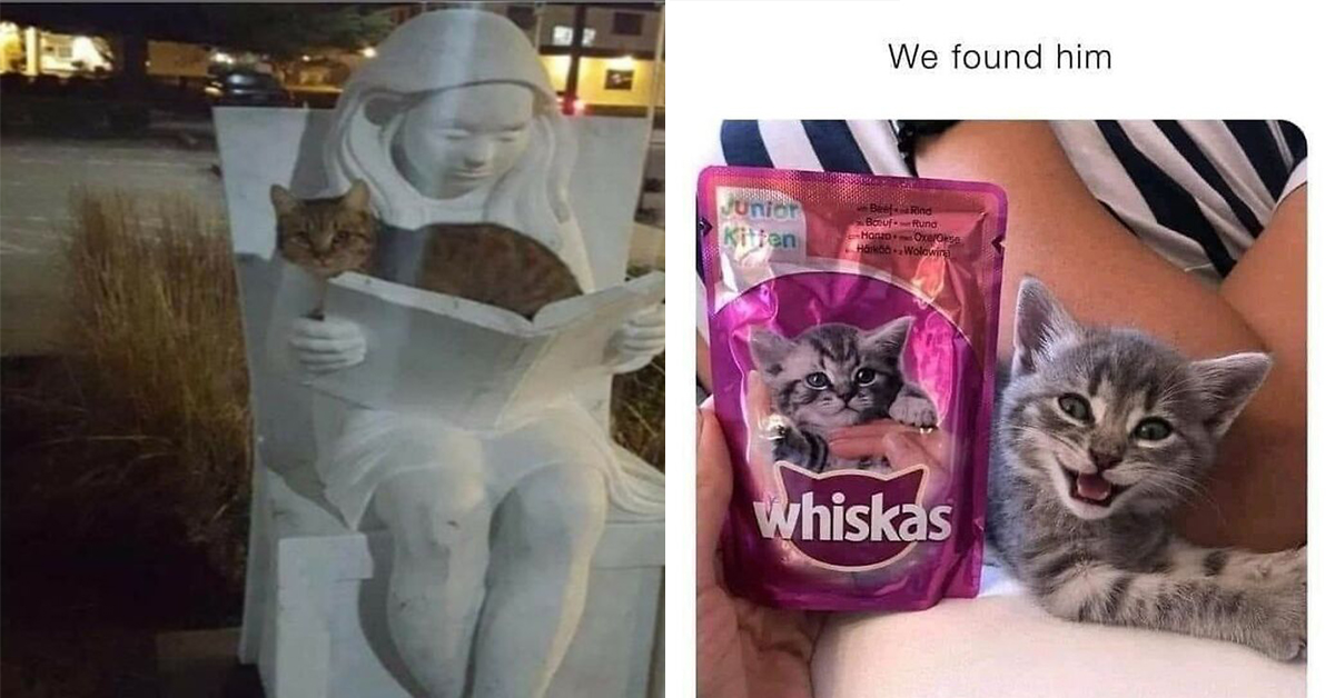 Purr-fect cat memes for all you feline fiends