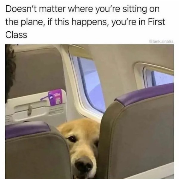 Sit and stay for some dog memes