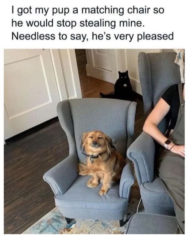 Sit and stay for some dog memes