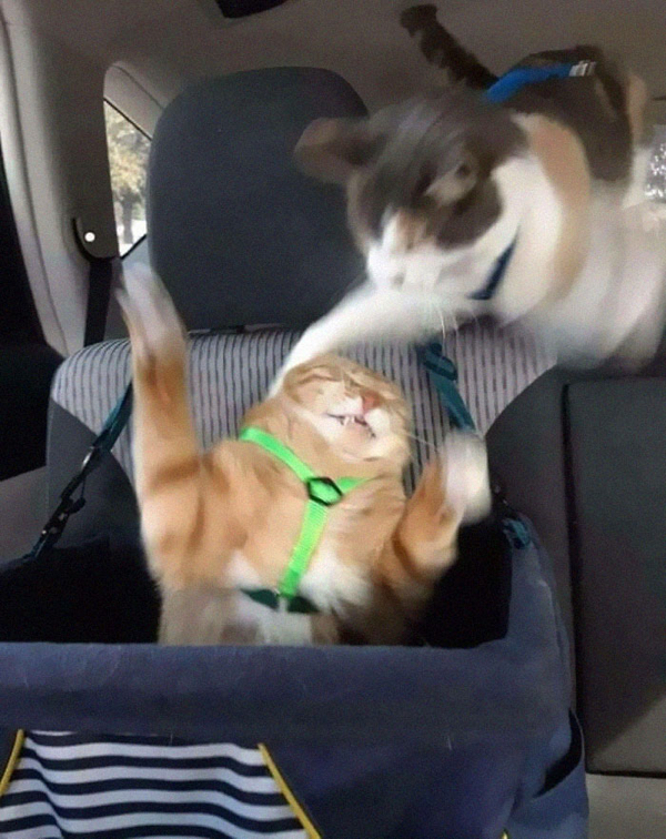CATS...LUDICROUS SPEED...GO!