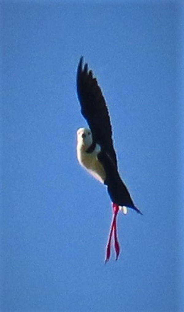 Birds once again proving they are the essence of grace