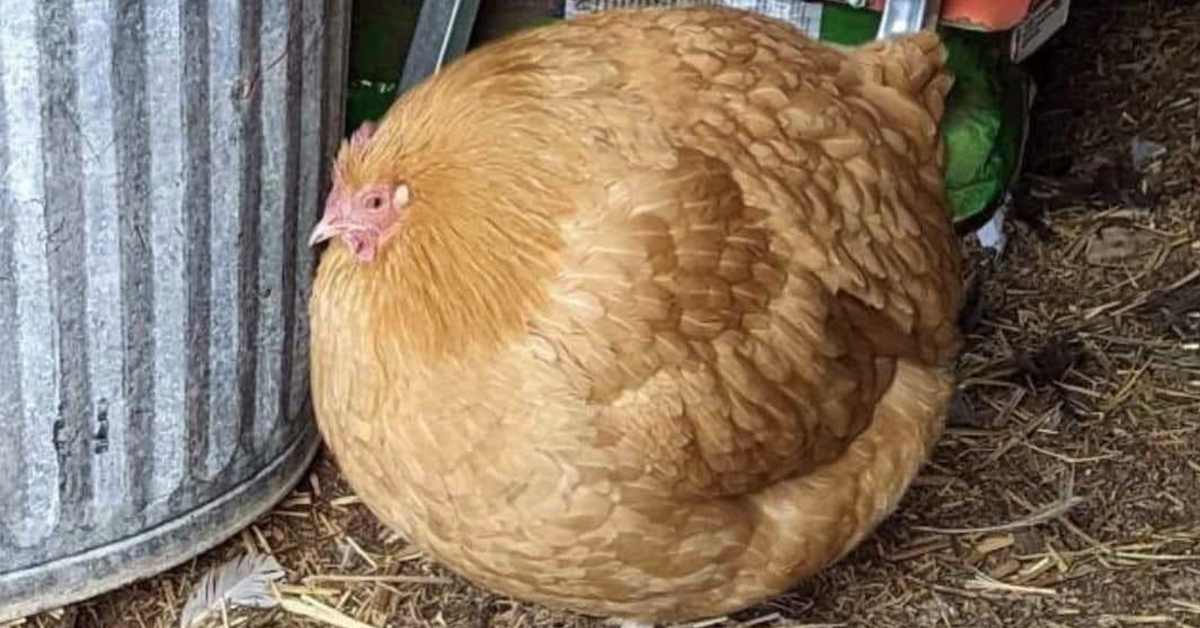 theCHIVE - Funny Pictures, Photos, Memes & Videos – theCHIVE.com