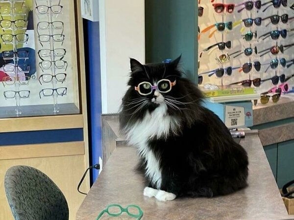 The Cats Have He High Ground This Saturday