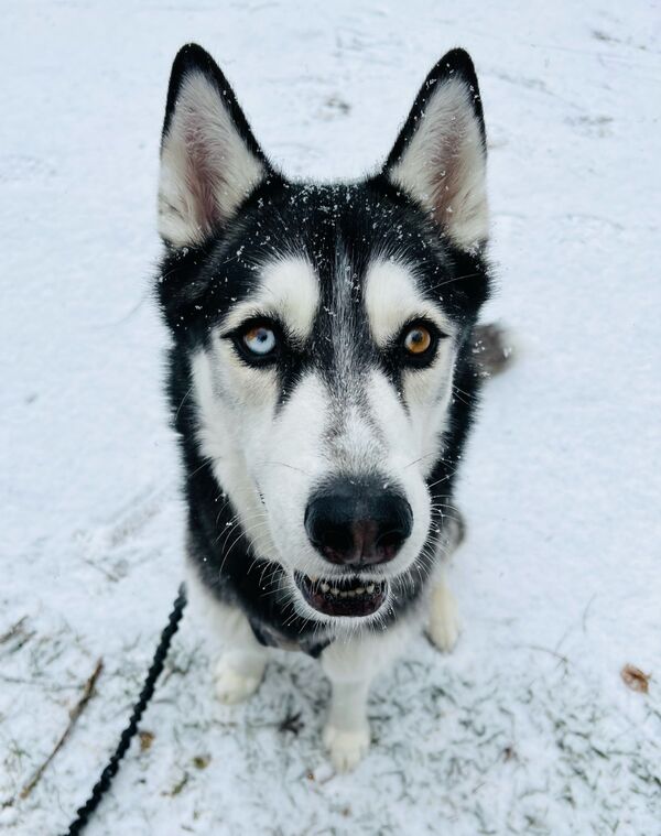 Throw a Bone to the Good Boys