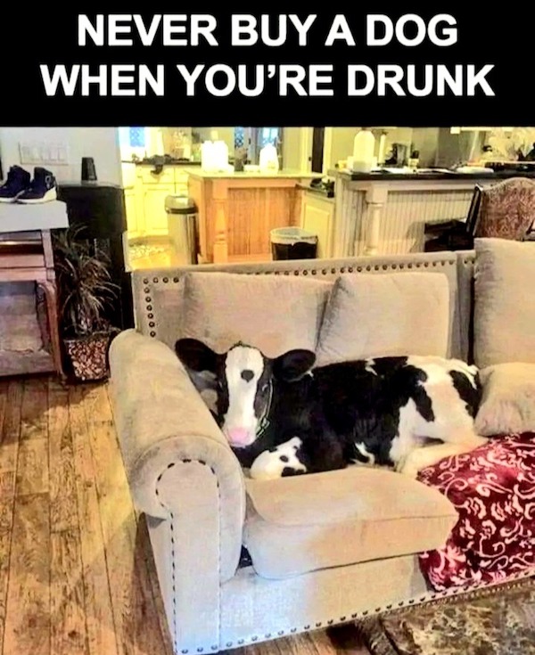 Cheesy Memes Funny Monday Work Sucks Photo Captions Best Top List 2023