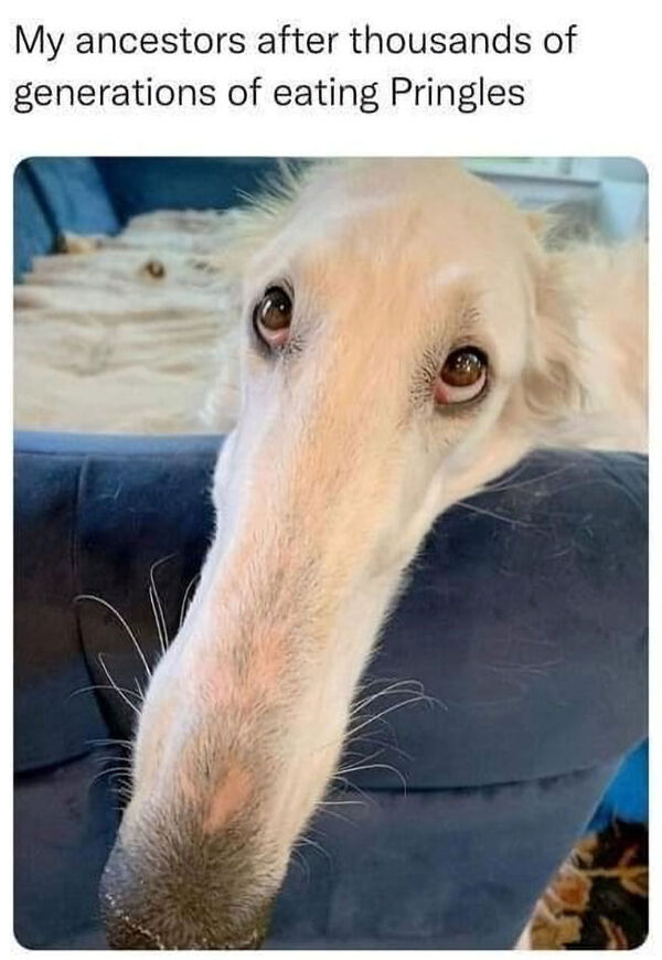 Throw a Bone to the Good Boys