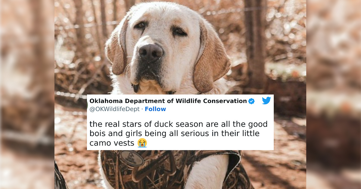 Why is the Oklahoma Wildlife Conservation my new favorite Twitter?