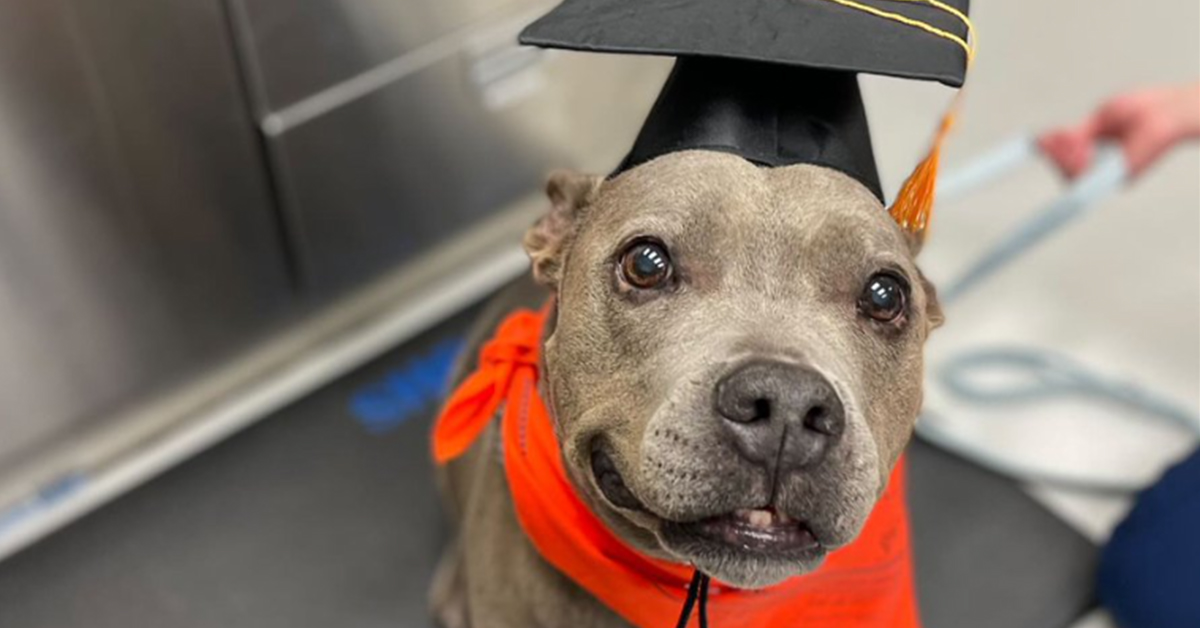 They rate dogs so we don't have to