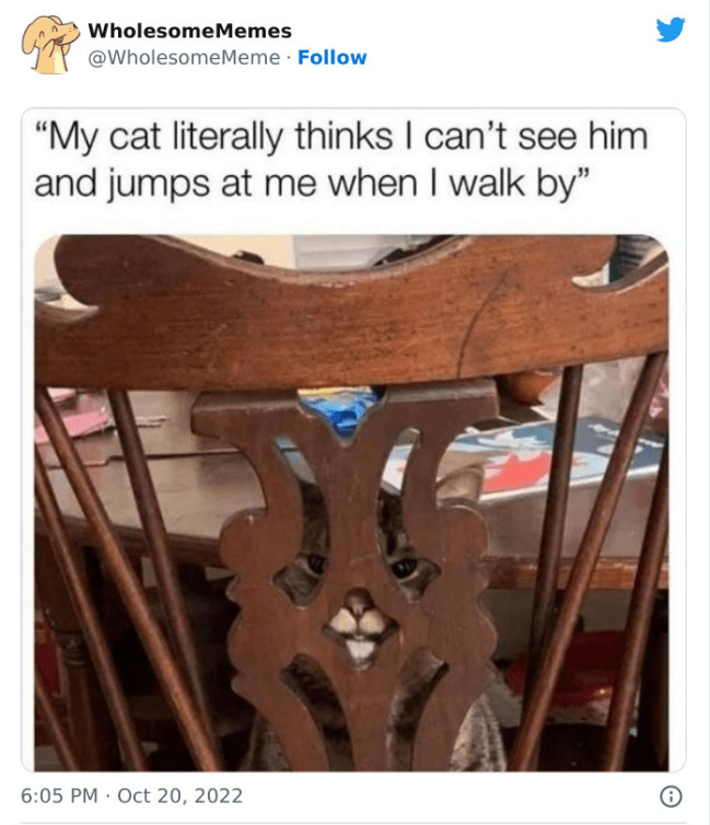 These cat tweets are hiss-terical