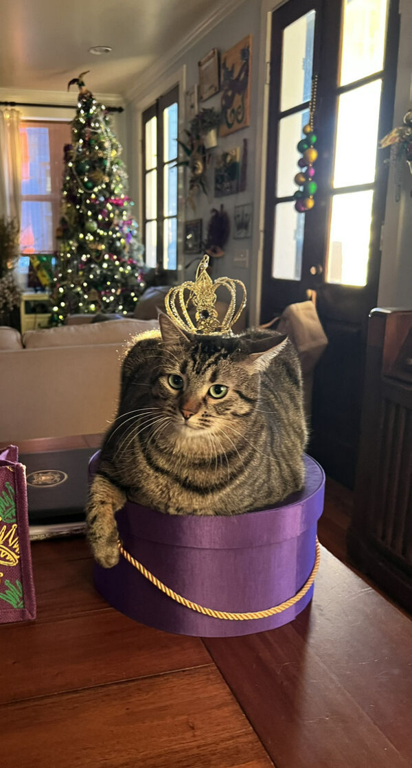 The Cats Have He High Ground This Saturday