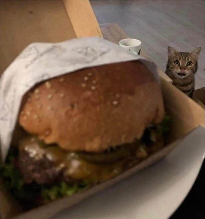 Who Let the Cats Out?!