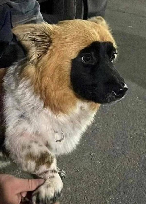 Why do these photos exist? How?