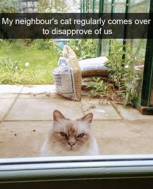 Unexplainable cat photos that defy any sort of silly human logic