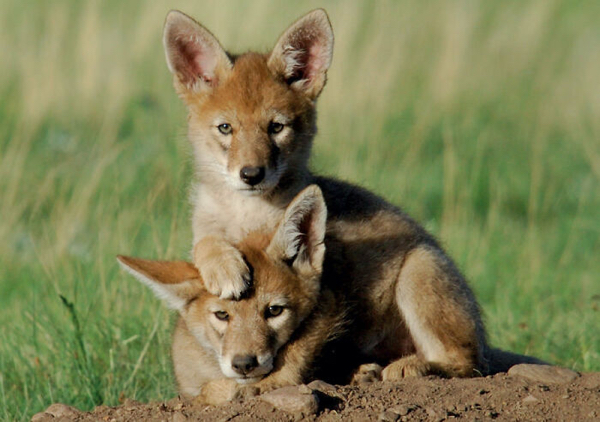 Dangerously cute animals that are actually very dangerous.