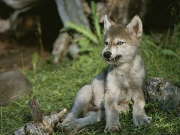 Dangerously cute animals that are actually very dangerous.