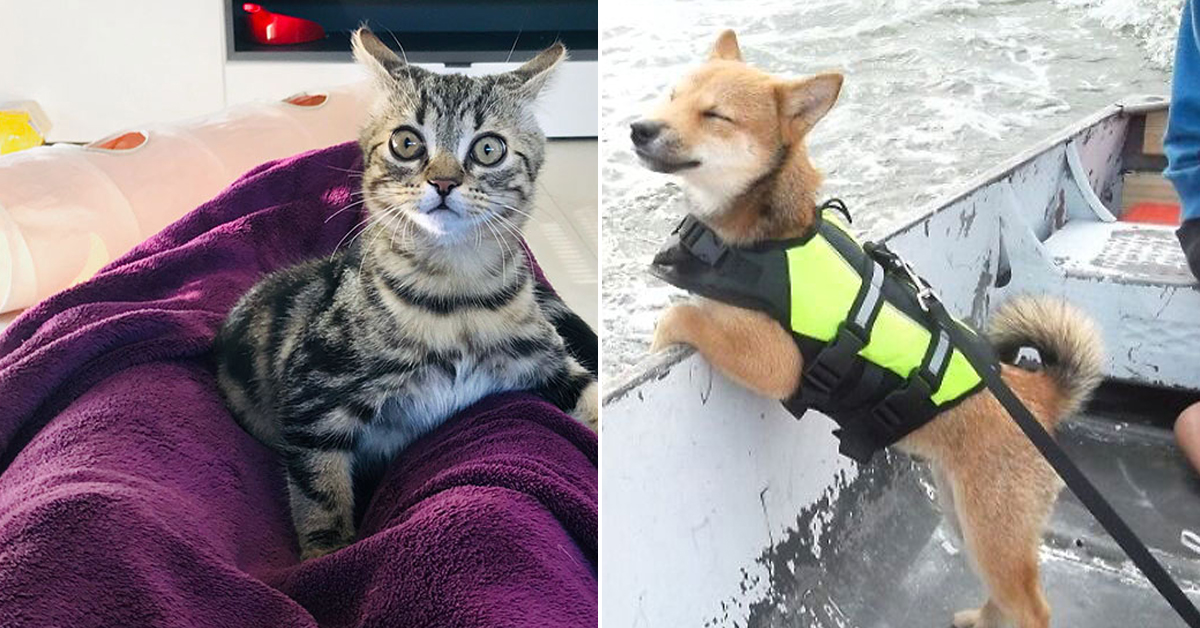 Pets doing things for the first time is a perfect balm for the soul